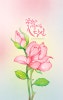 ★장미꽃 일러스트이미지★ 좋은글귀와 함께하는 손그림 스마트폰배경화면 담아가세요~ 네이버 블로그